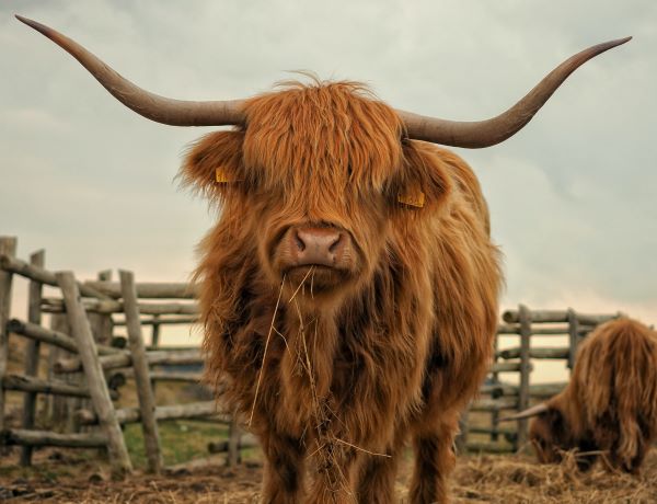 bull face – EarthShine Astrology