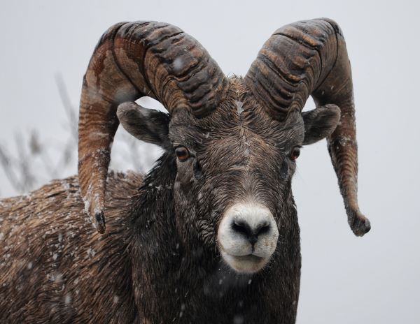 ram – EarthShine Astrology